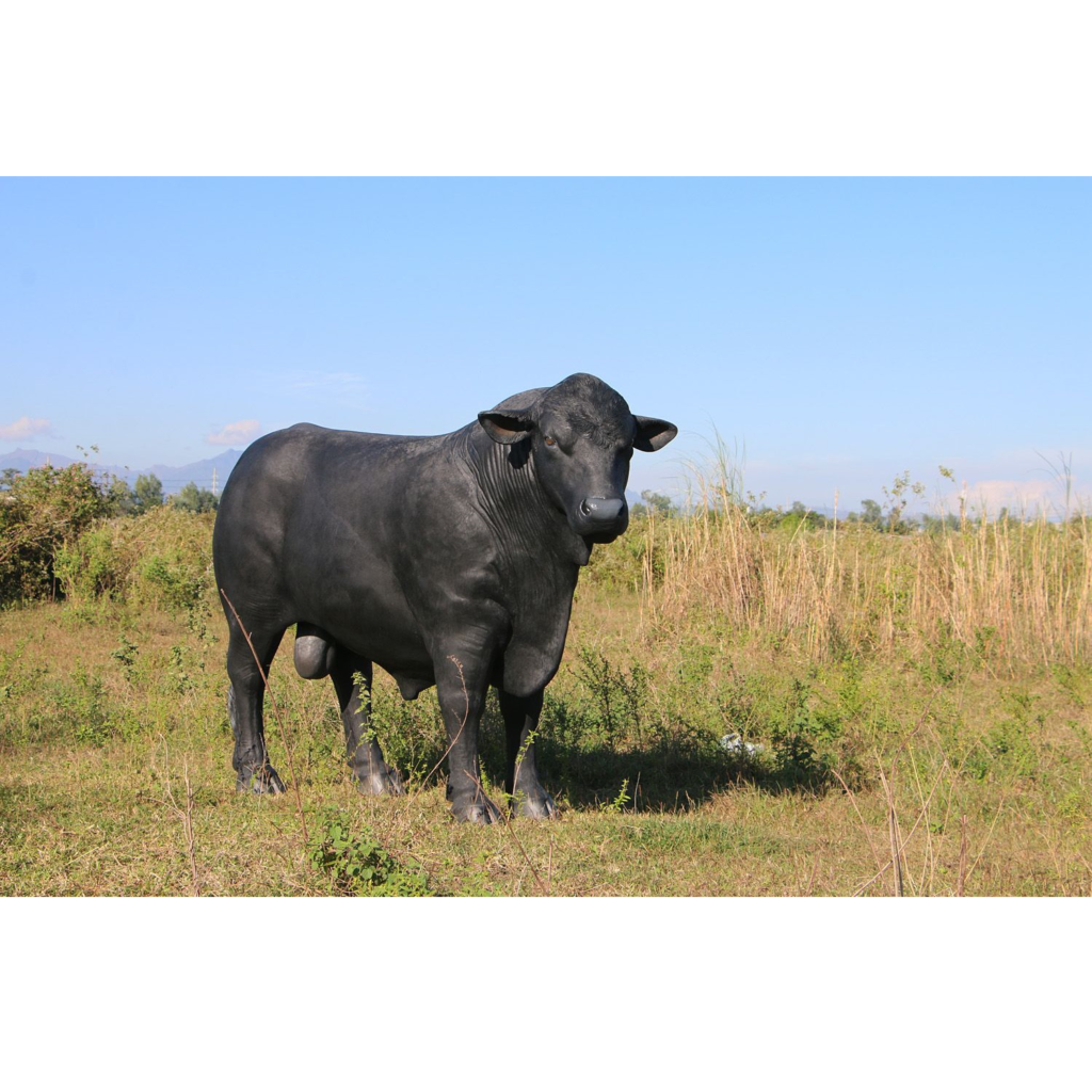 Bull Black Angus - The Prop Central