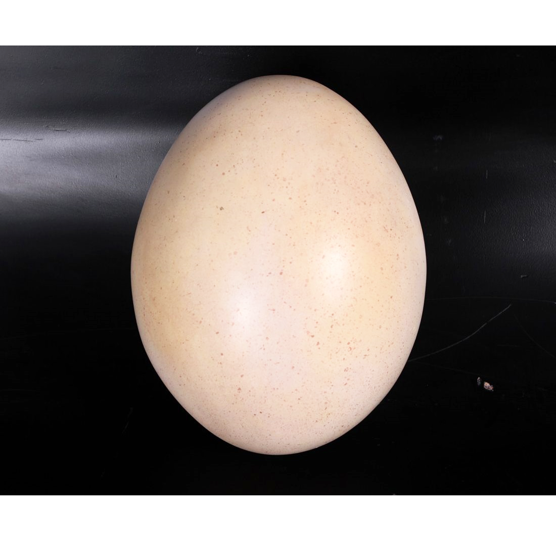 Egg of Sauropod dinosaur - The Prop Central